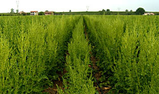 Produzione Sementi di bietola Strube - Carla Import Sementi